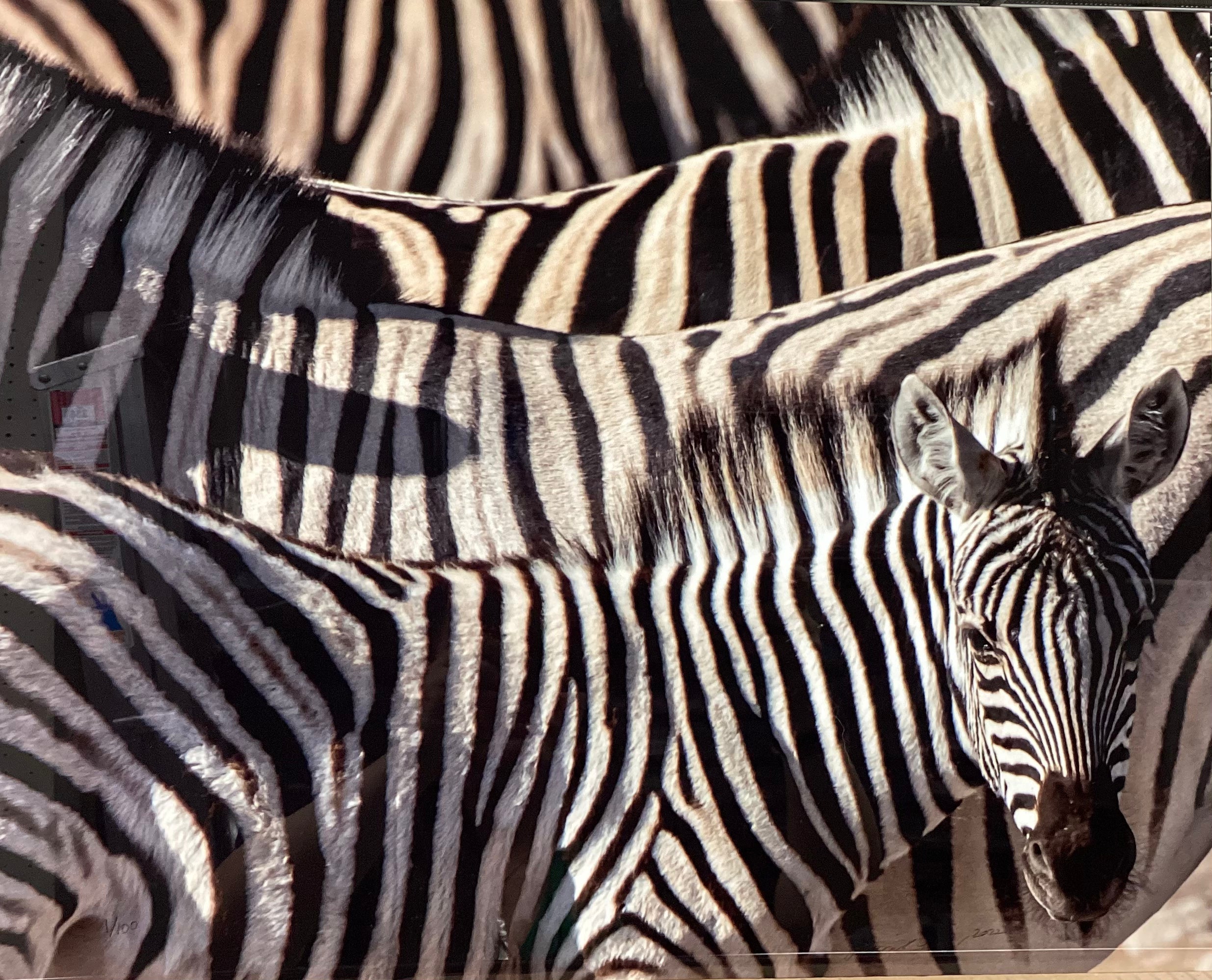 Zebra Patterns – River Art Gallery